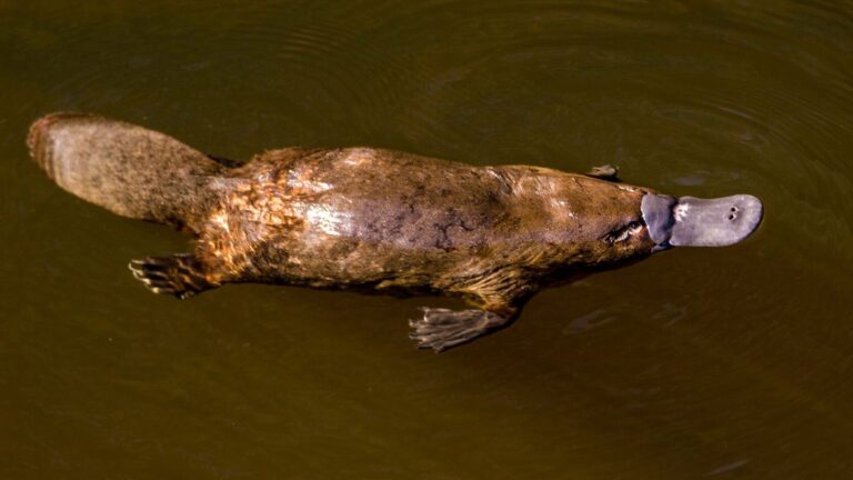 Fact File: Platypus (Ornithorhynchus anatinus) - Australian Geographic