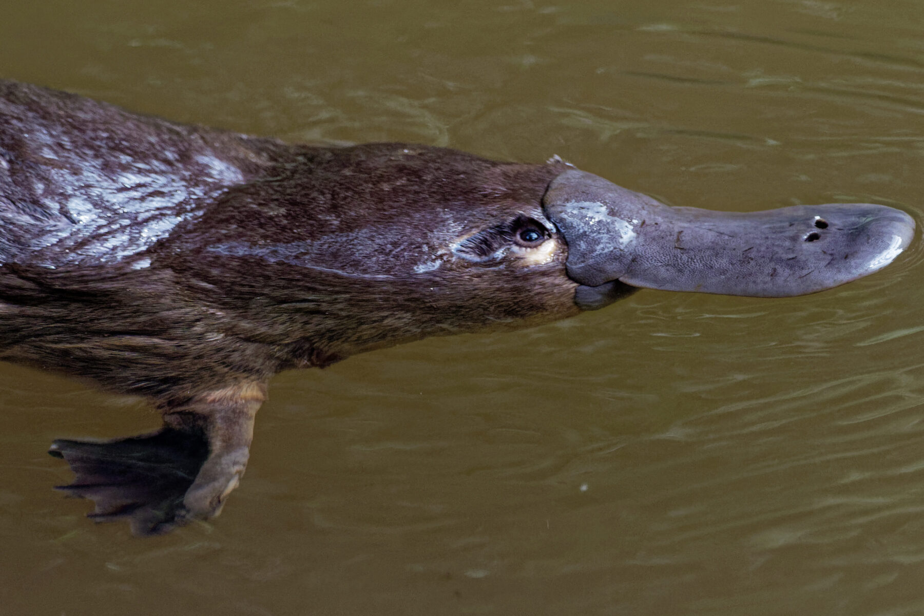 Fact File: Platypus (Ornithorhynchus anatinus) - Australian Geographic