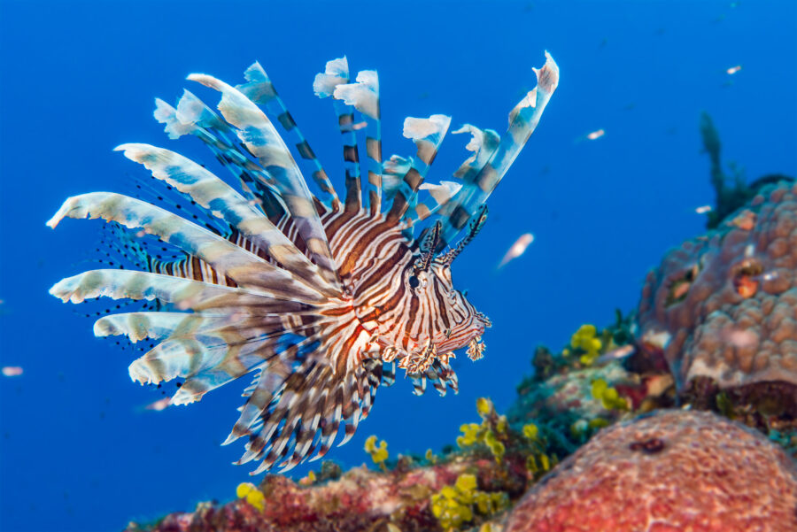 Fact File: Common lionfish (Pterois volitans) - Australian Geographic