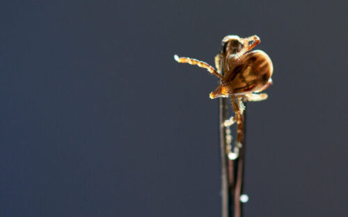 Fact File: Australian paralysis tick (Ixodes holocyclus) - Australian ...