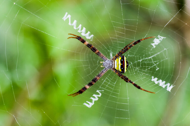 Fact File: St Andrew’s cross spider (Argiope keyserlingi) - Australian ...
