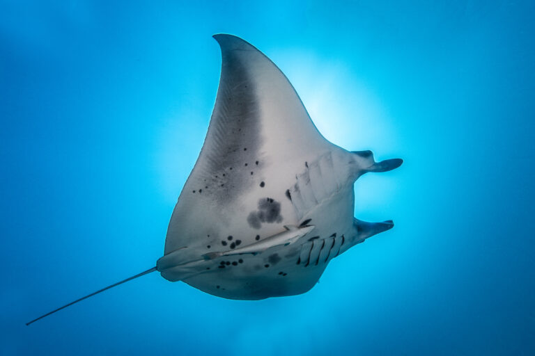 Fact File: Manta ray (Mobula alfredi, Mobula birostris) - Australian ...
