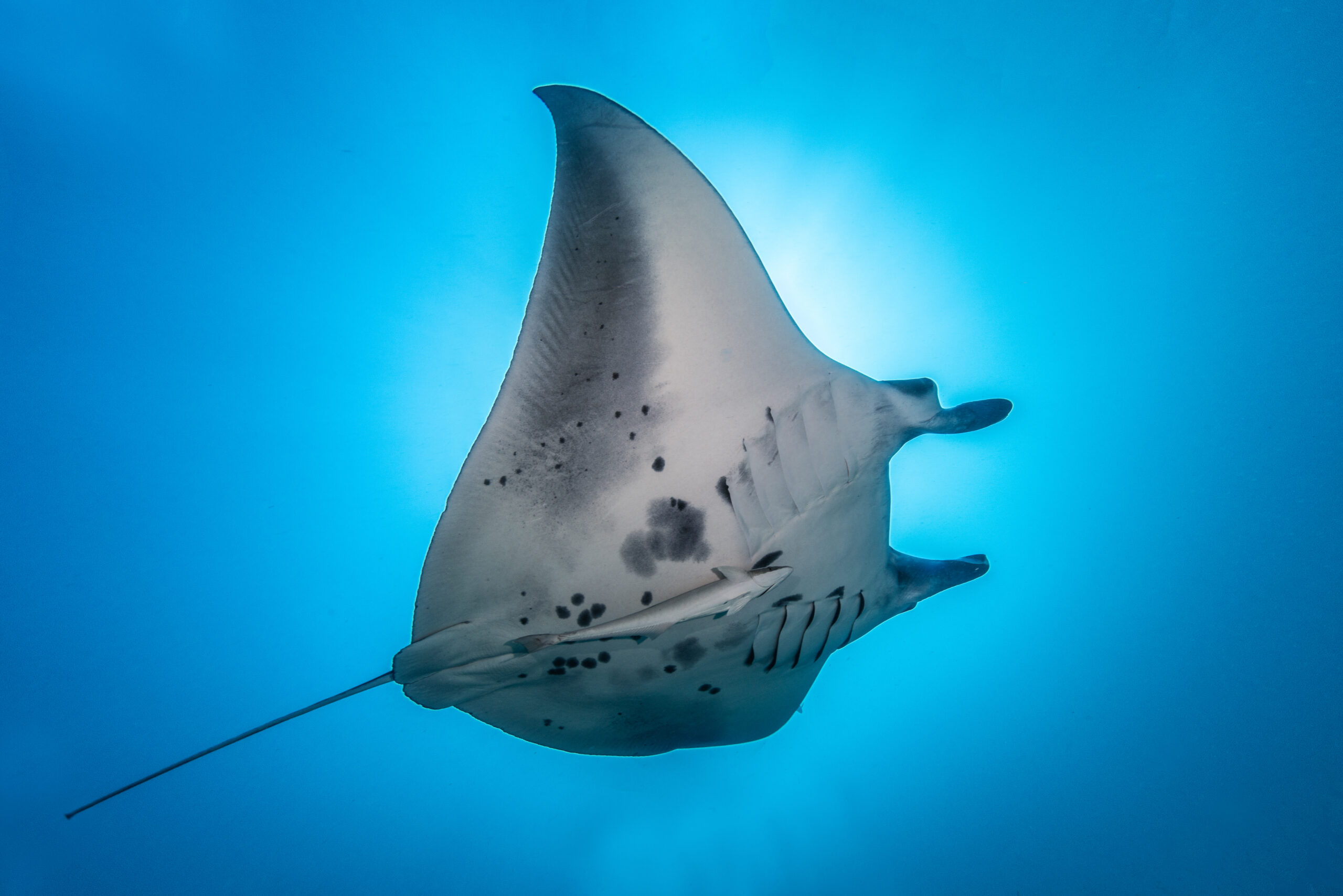 Fact File: Manta ray (Mobula alfredi, Mobula birostris) - Australian Geographic