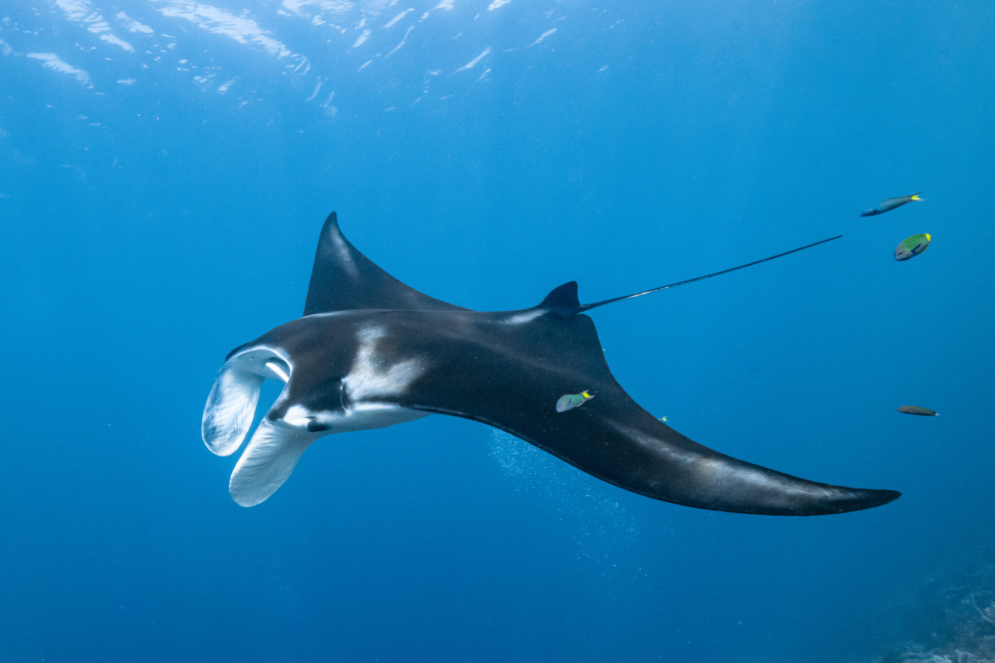 Fact File: Manta ray (Mobula alfredi, Mobula birostris) - Australian ...