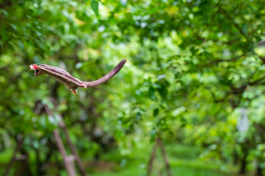 Mammals have evolved flight many times, and we are finally learning how ...