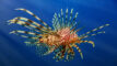 Fact File: Common lionfish (Pterois volitans) - Australian Geographic