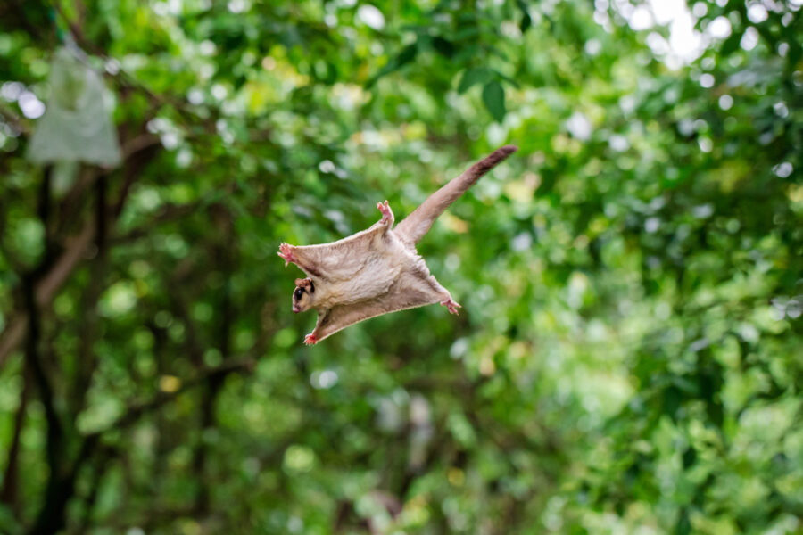 Mammals have evolved flight many times, and we are finally learning how ...