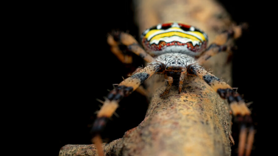 Fact File: St Andrew’s cross spider (Argiope keyserlingi) - Australian ...