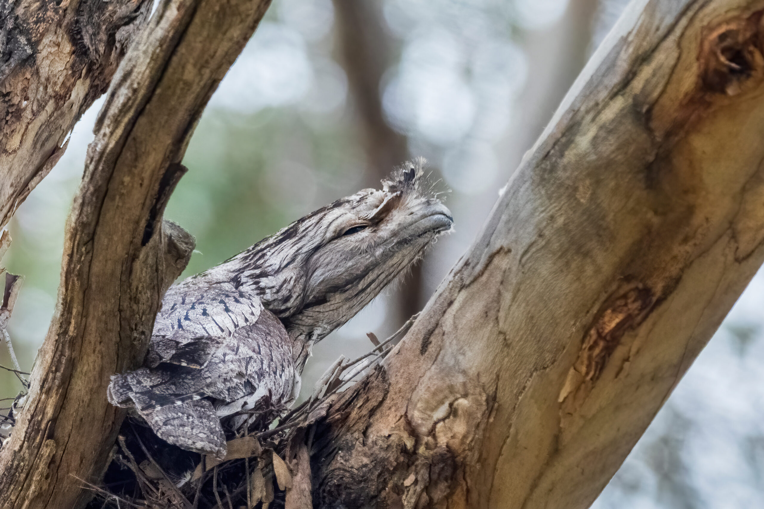 Fact File: Tawny frogmouth (Podargus strigoides) - Australian Geographic
