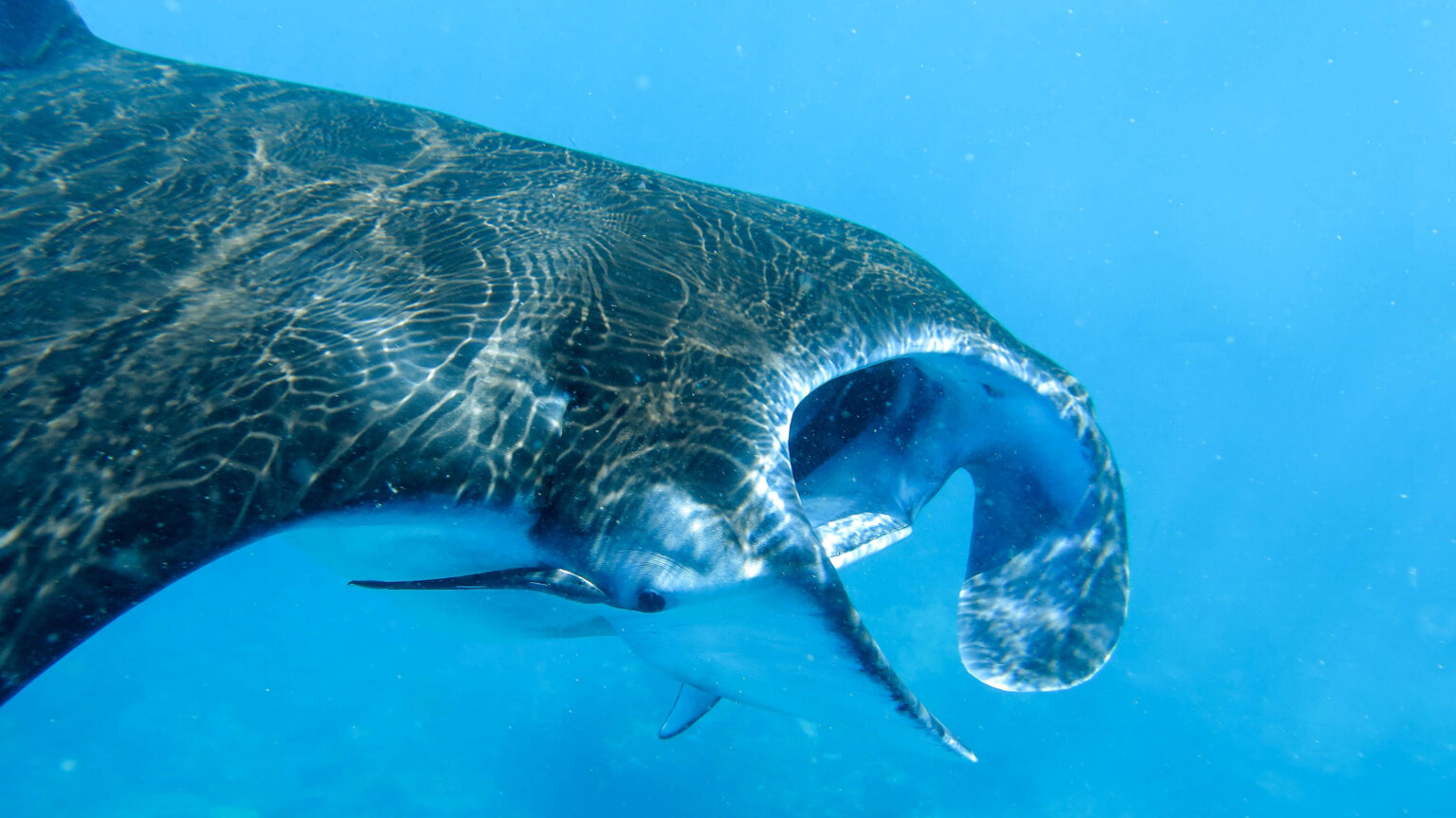 Fact File: Manta ray (Mobula alfredi, Mobula birostris) - Australian ...