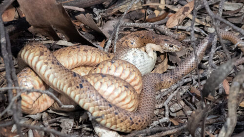Fact File: Dugite (Pseudonaja affinis) - Australian Geographic