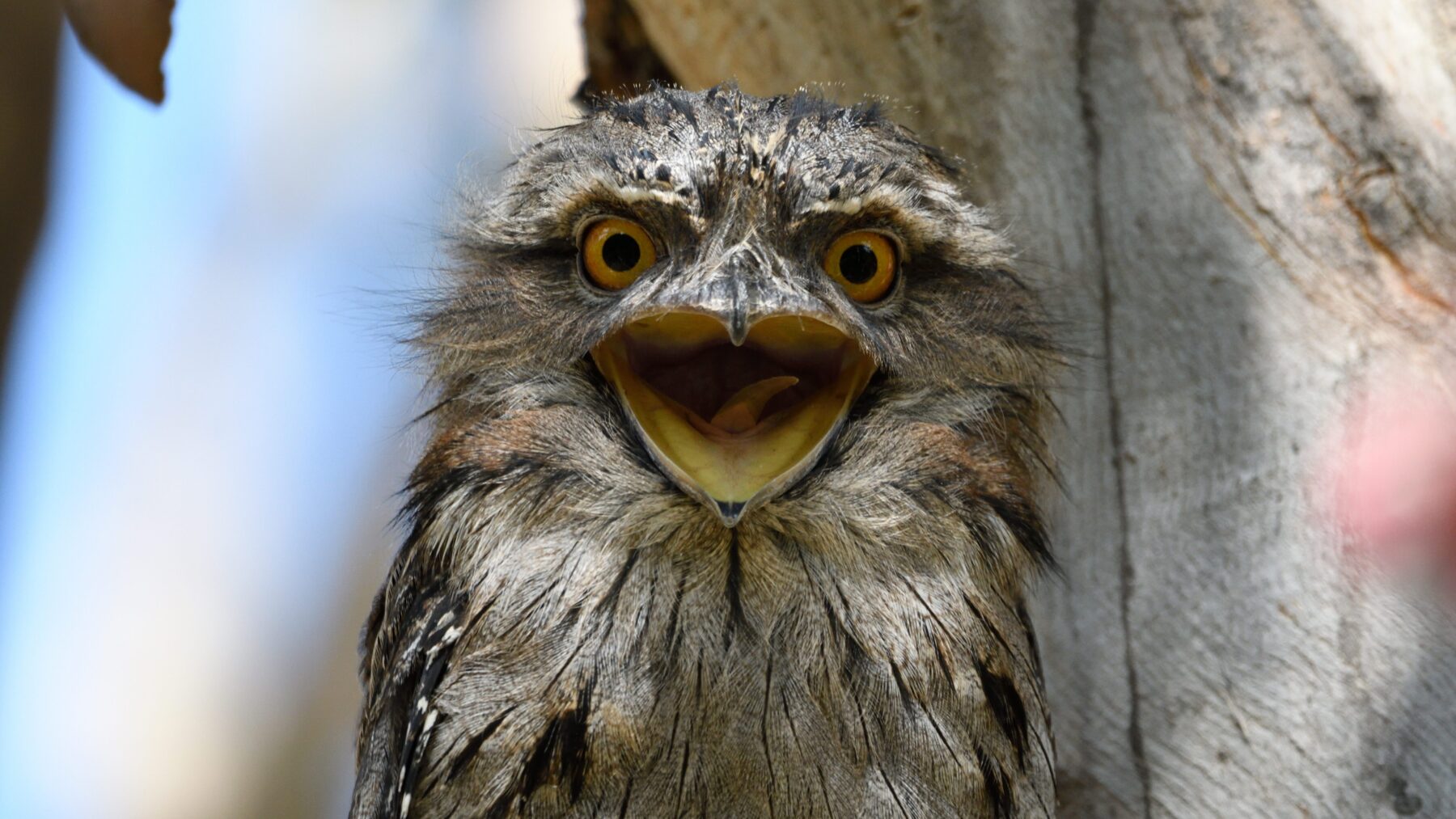 Fact File: Tawny frogmouth (Podargus strigoides) - Australian Geographic
