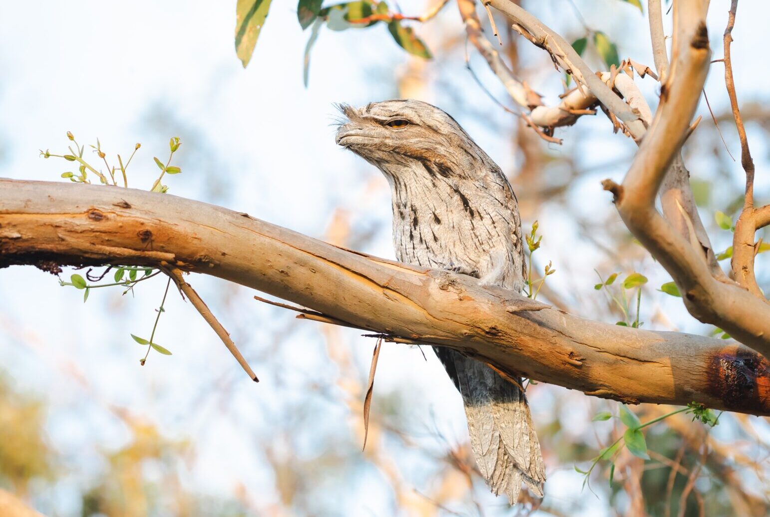 Fact File: Tawny frogmouth (Podargus strigoides) - Australian Geographic