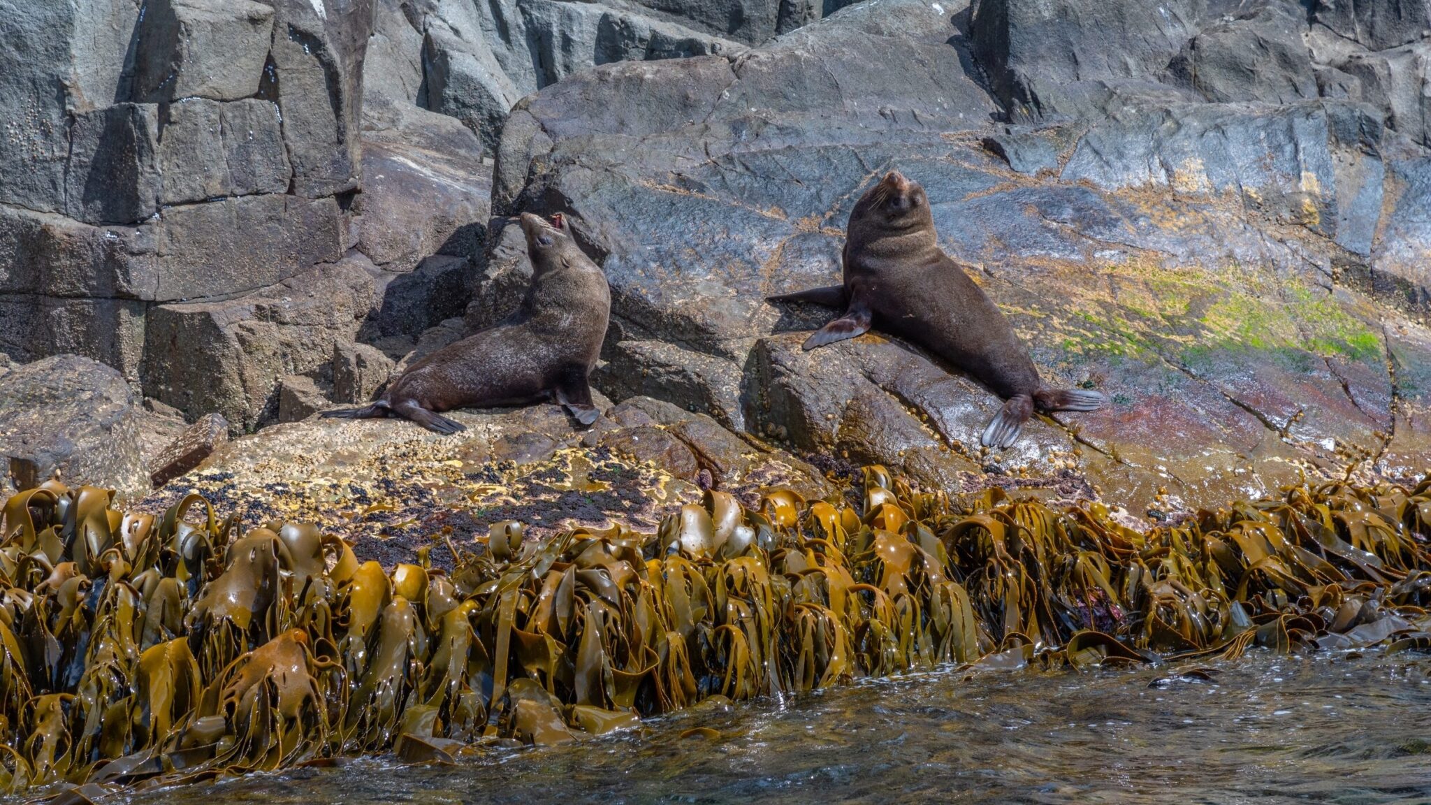 Fact File: Australian fur seal (Arctocephalus pusillus doriferus) - Australian Geographic
