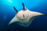 Fact File: Manta ray (Mobula alfredi, Mobula birostris) - Australian Geographic