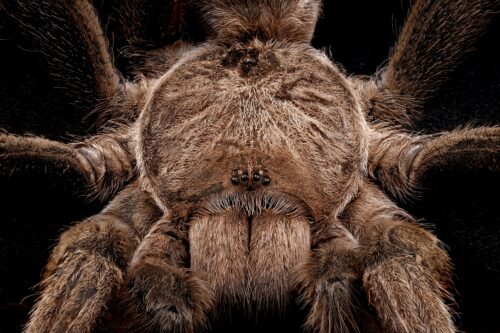 Fact File: Australian tarantula - Australian Geographic