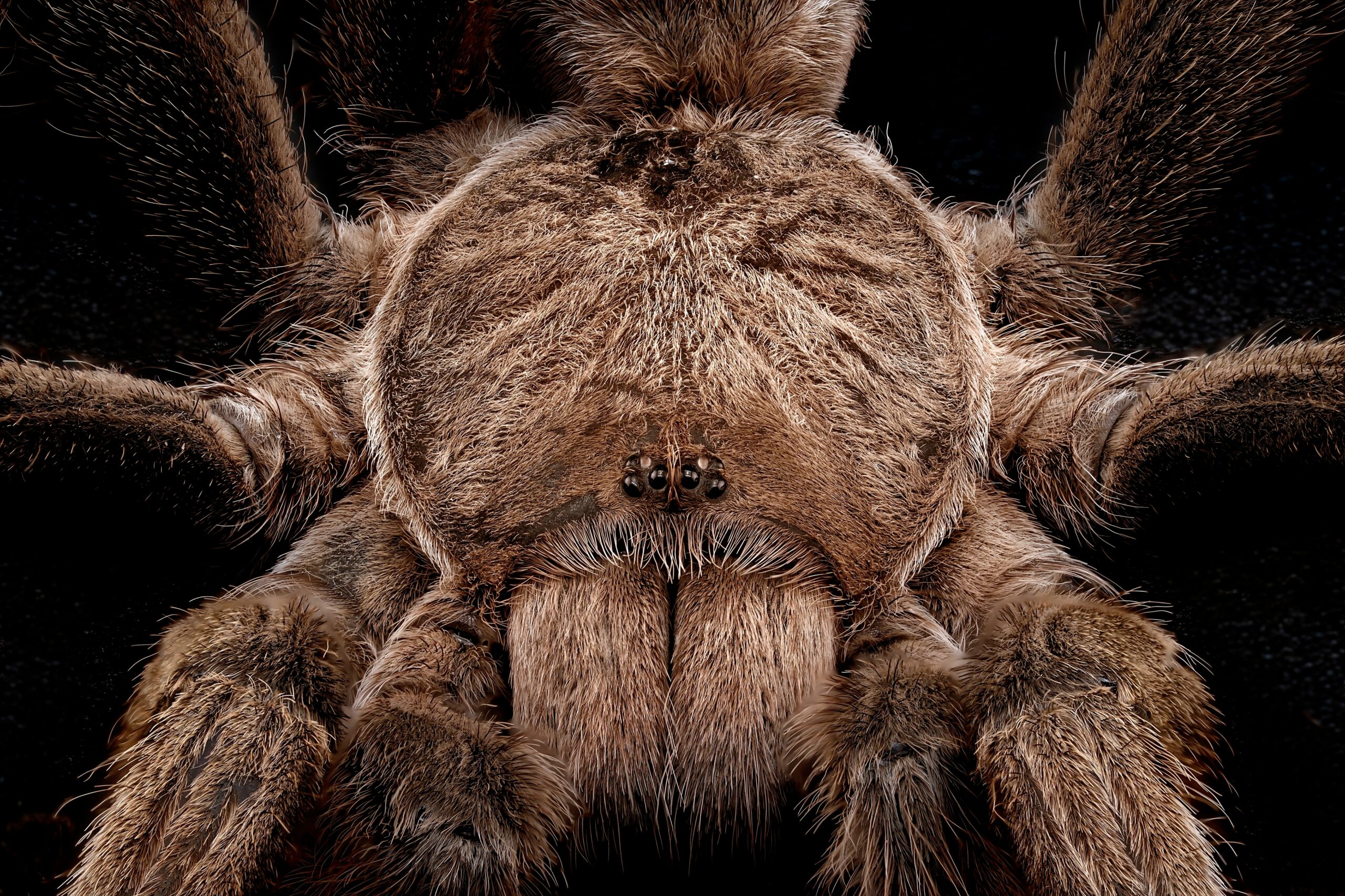 Fact File: Australian tarantula - Australian Geographic