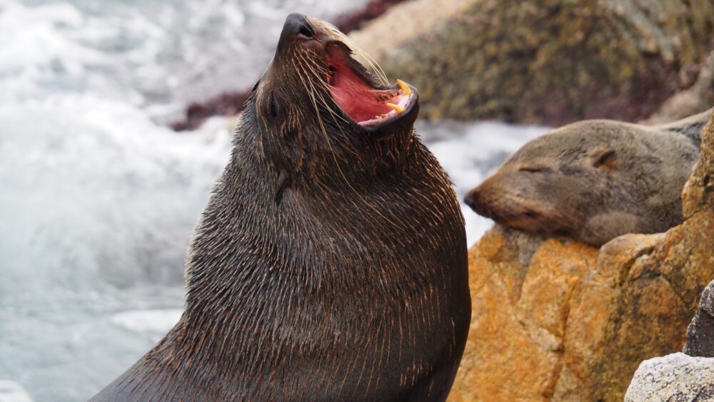 Fact File: Australian fur seal (Arctocephalus pusillus doriferus ...