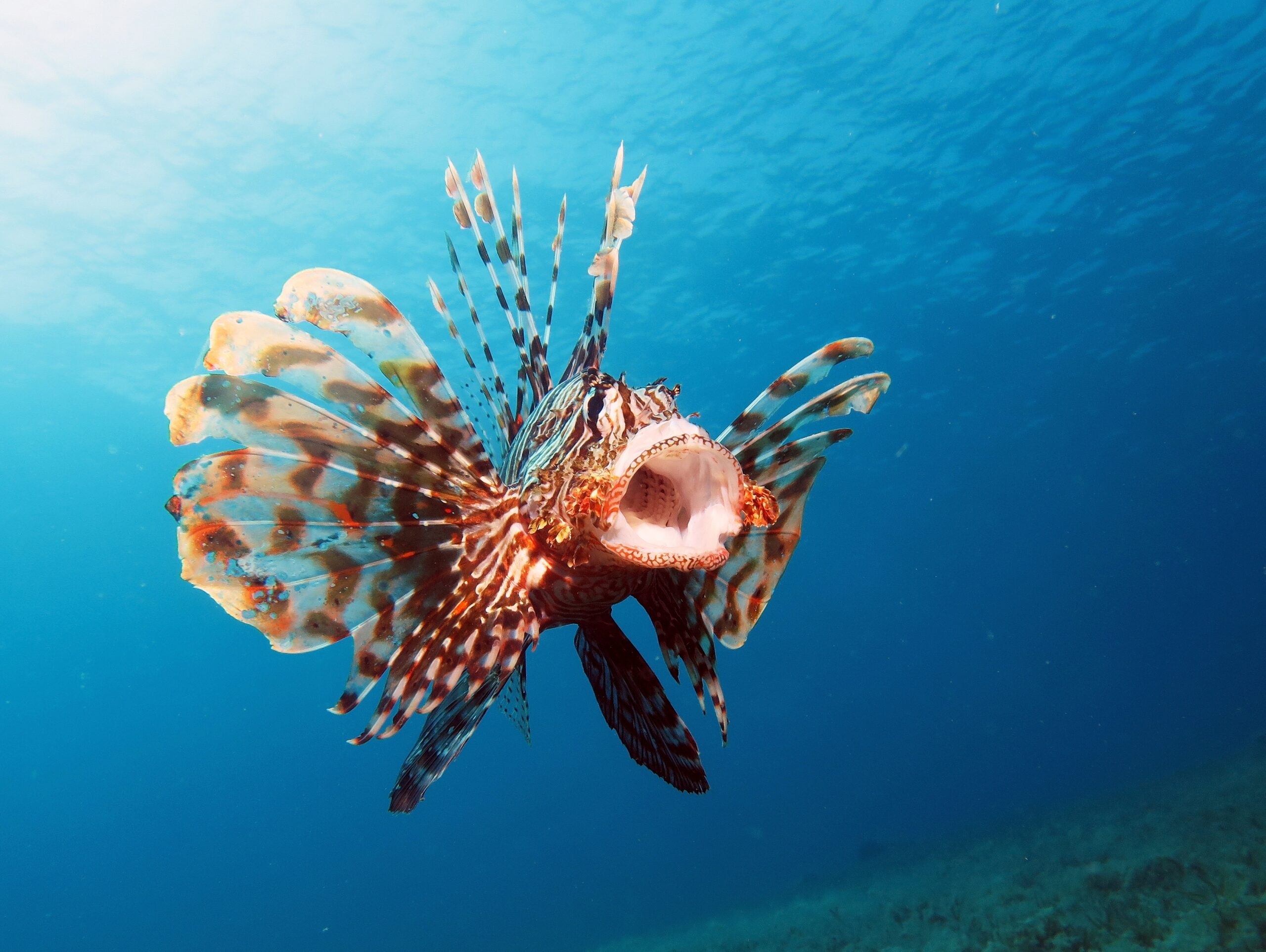 Fact File: Common lionfish (Pterois volitans) - Australian Geographic