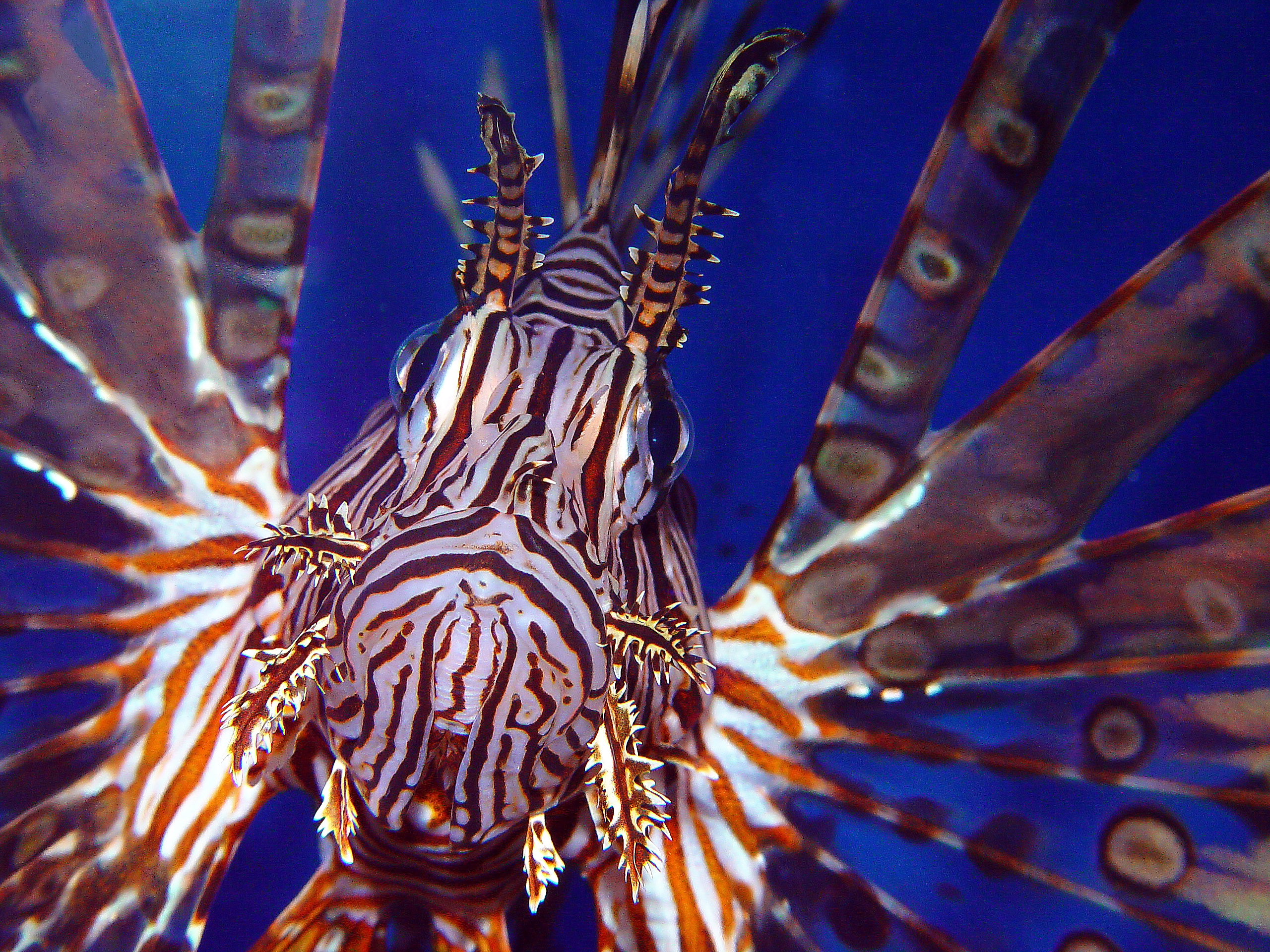 Purple Lionfish