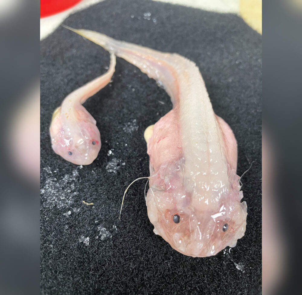 WA scientists help to find 'deepest fish ever caught' - Australian ...