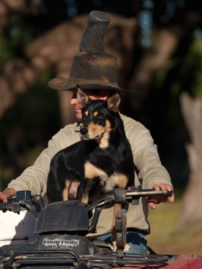 Kelpie country - Australian Geographic