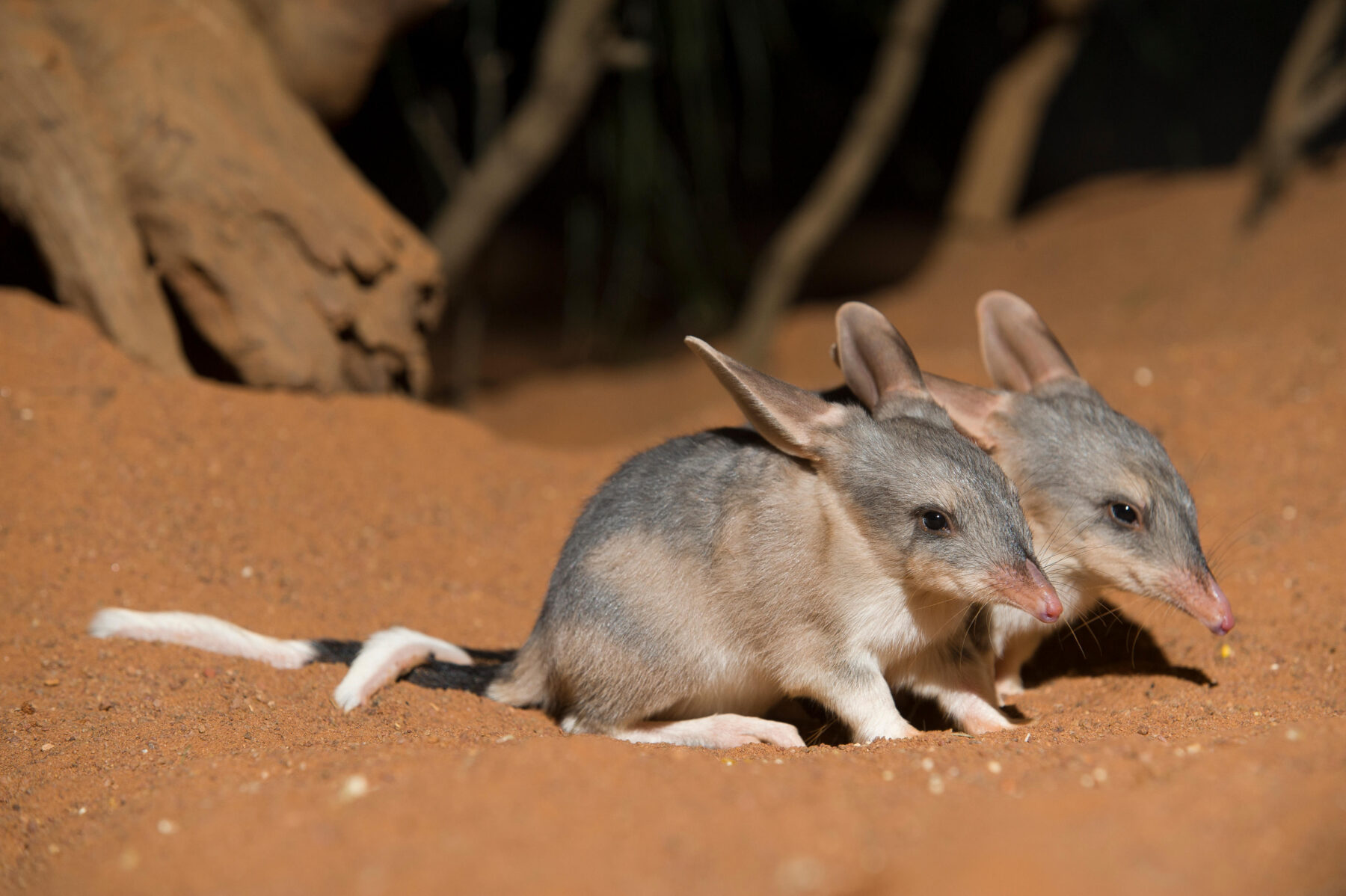 Bilby boom a timely Easter treat - Australian Geographic