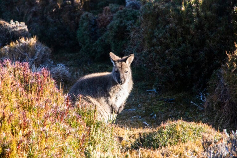 Top treks: The Walls of Jerusalem Circuit, Tasmania - Australian Geographic