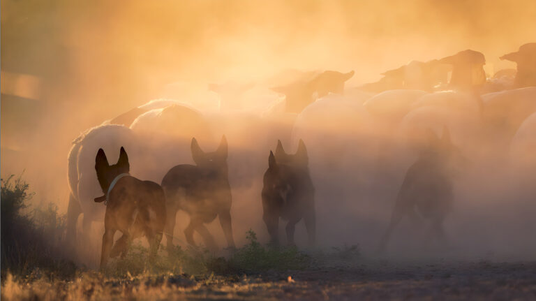 Kelpie country - Australian Geographic