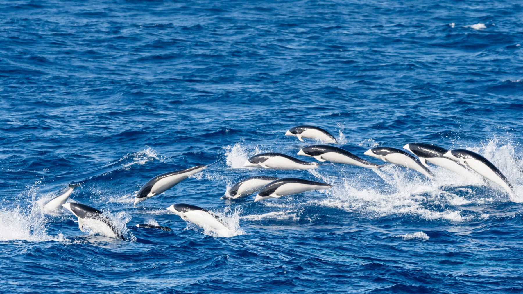 The southern right whale dolphin looks like a torpedo - Australian Geographic