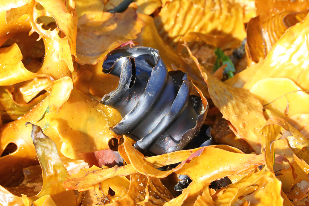 Photographing WA’s colourful insects - Australian Geographic