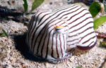 The striped pyjama squid is never going back to the office - Australian ...