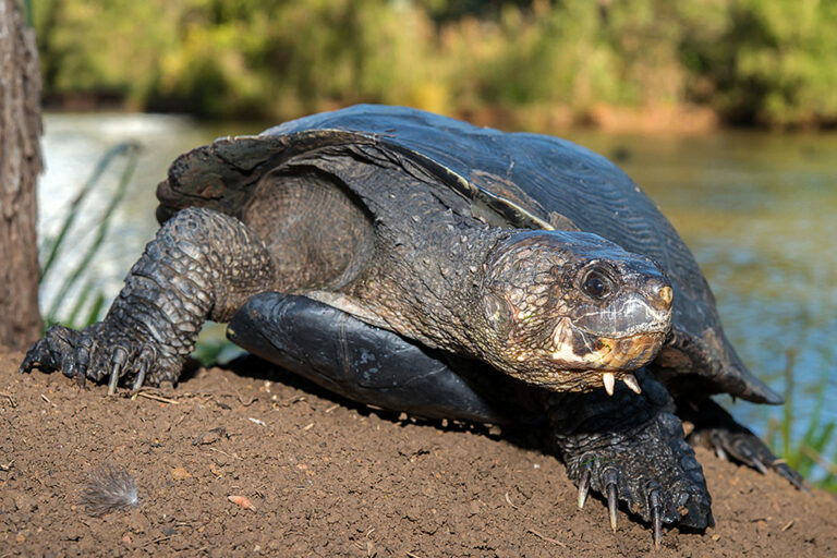 Bum-breathing turtle discovered in Queensland river - Australian Geographic