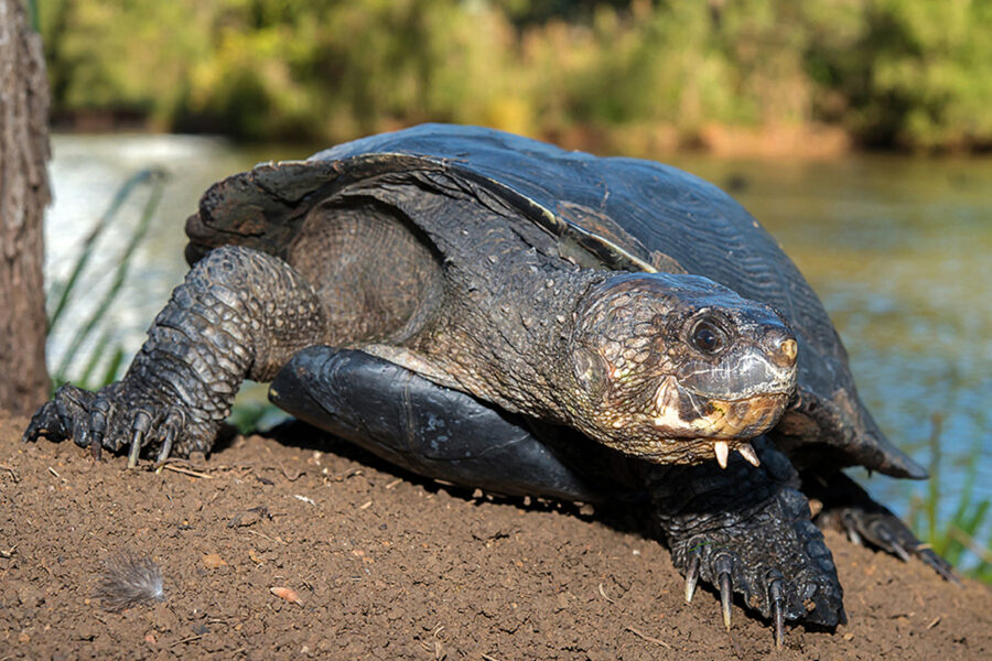 Bum-breathing turtle discovered in Queensland river - Australian Geographic