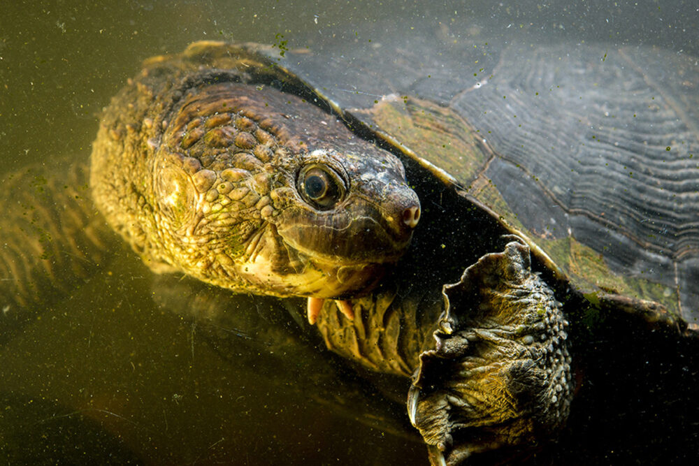 Bum-breathing turtle discovered in Queensland river - Australian Geographic