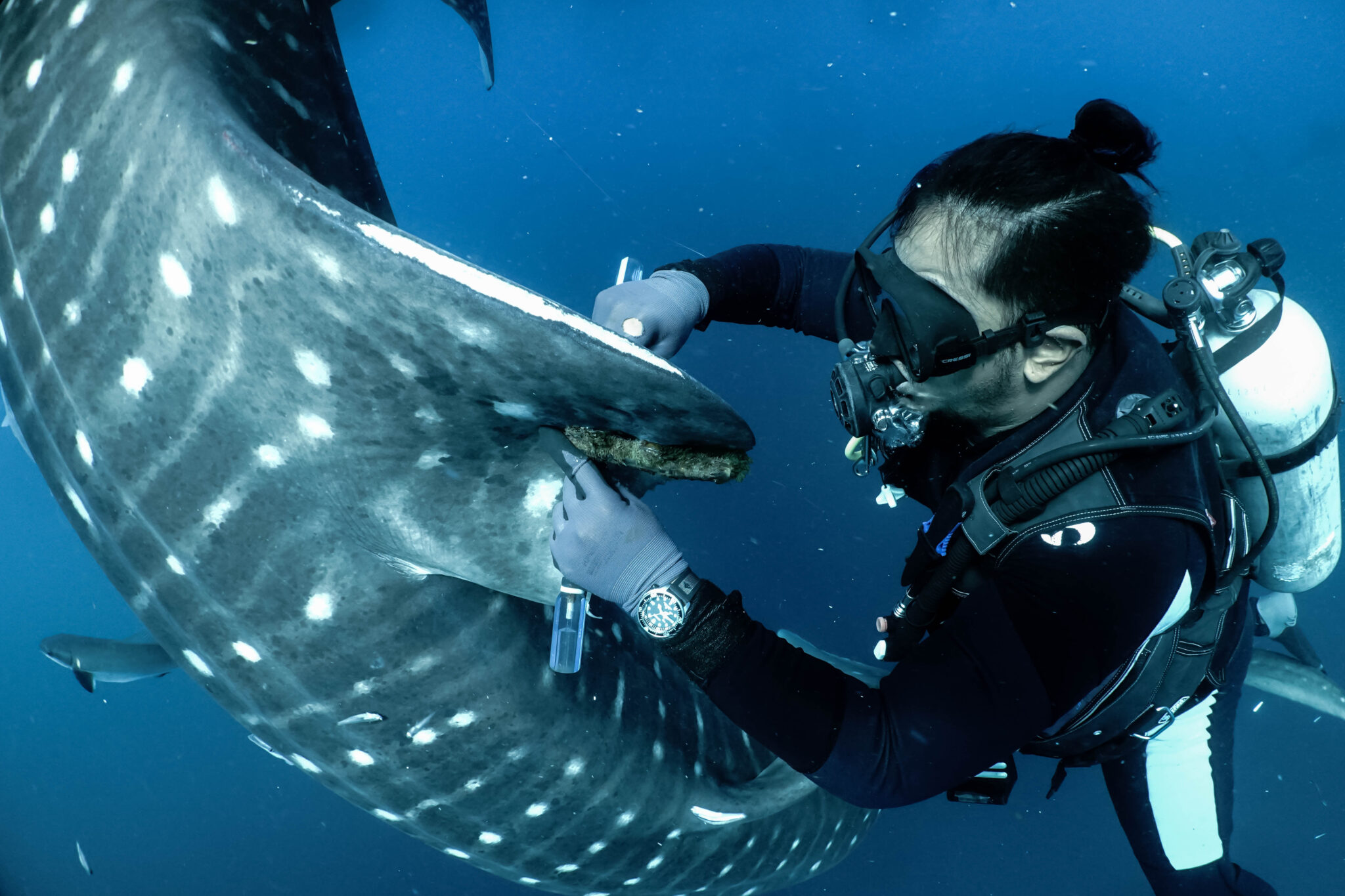 Where the whale sharks are: New research reveals secrets of world’s ...