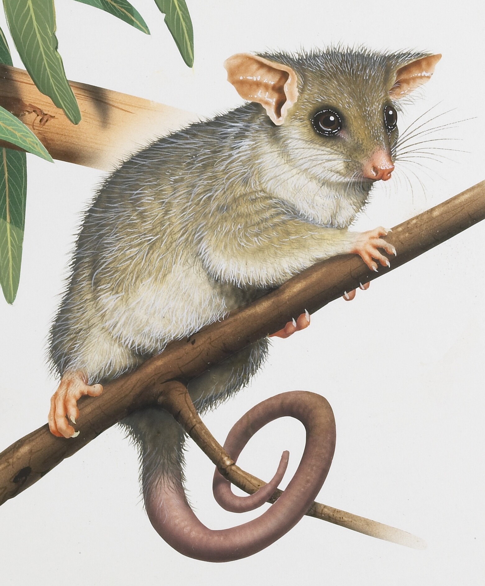 A guide to Australia’s adorable pygmy-possums - Australian Geographic