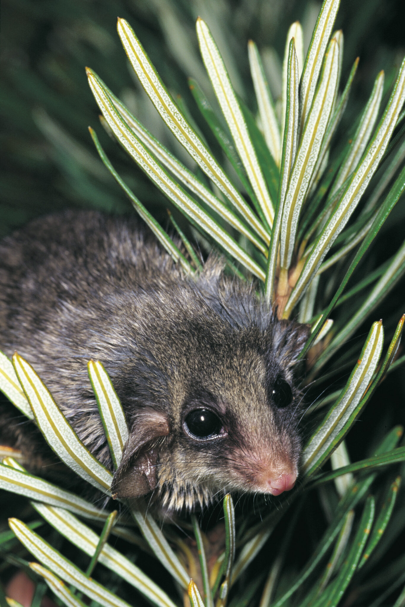 Fact File: Eastern pygmy possum (Cercartetus nanus)- Australian Geographic