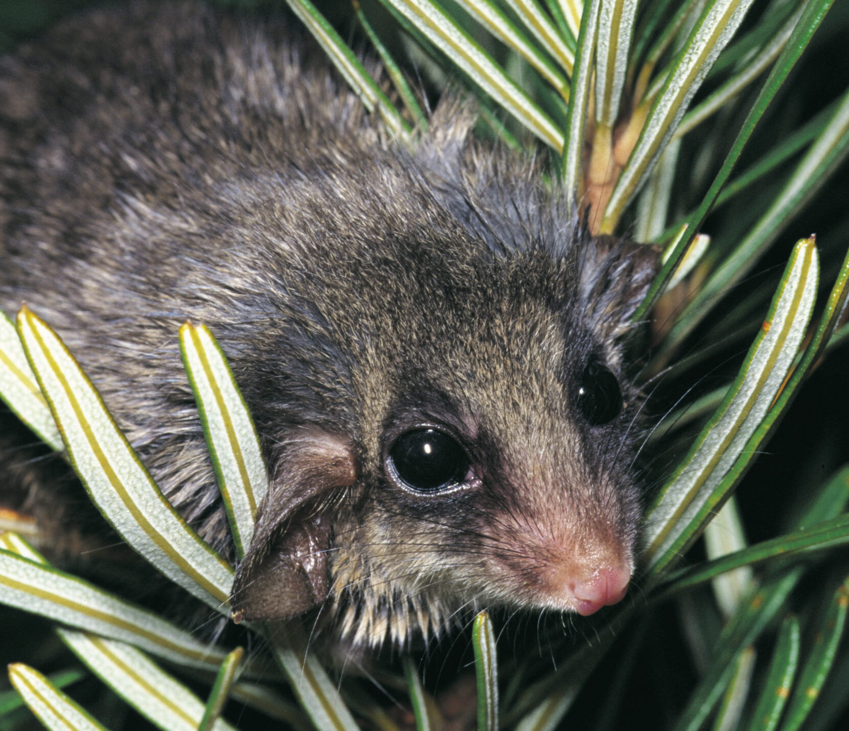 Fact File: Eastern pygmy possum (Cercartetus nanus)- Australian Geographic