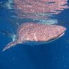 Where the whale sharks are: New research reveals secrets of world’s ...