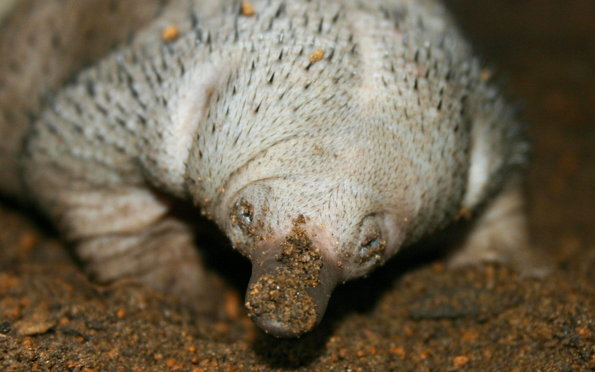 Fact File: Short-beaked echidna (Tachyglossus aculeatus) - Australian ...