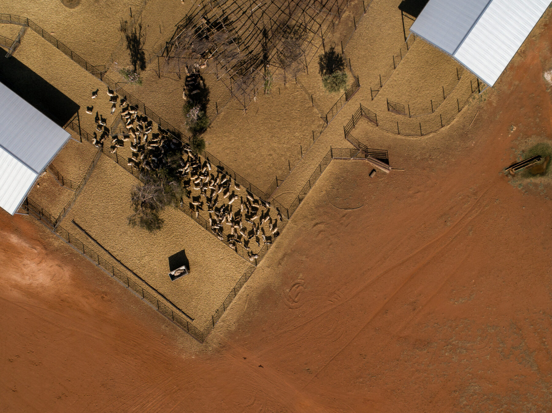 Meet the desert vet who befriended Red Dog, WA’s most famous canine ...