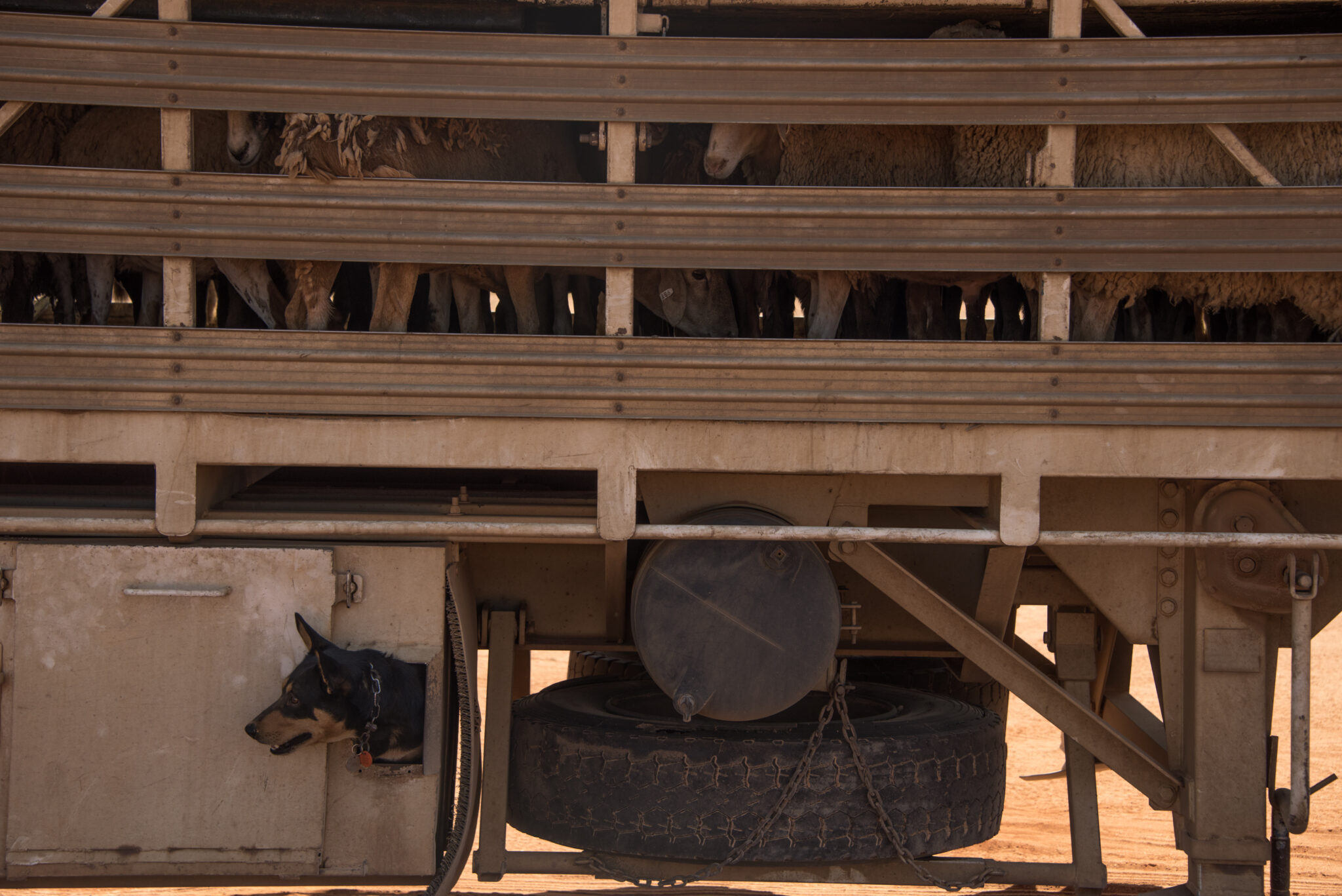 Meet the desert vet who befriended Red Dog, WA’s most famous canine ...