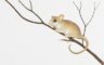 Fact File: Eastern pygmy possum (Cercartetus nanus)- Australian Geographic