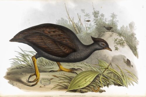 Meet the hidden figures behind Australia's most famous twitcher ...