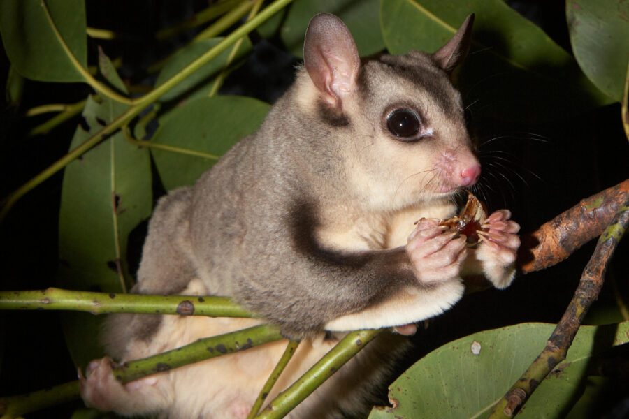 This super-rare giant glider has a voice like a lawnmower - Australian ...