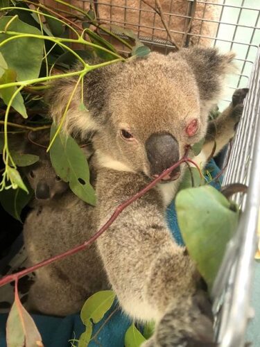 Koala chlamydia vaccine exceeds expectations of researchers ...