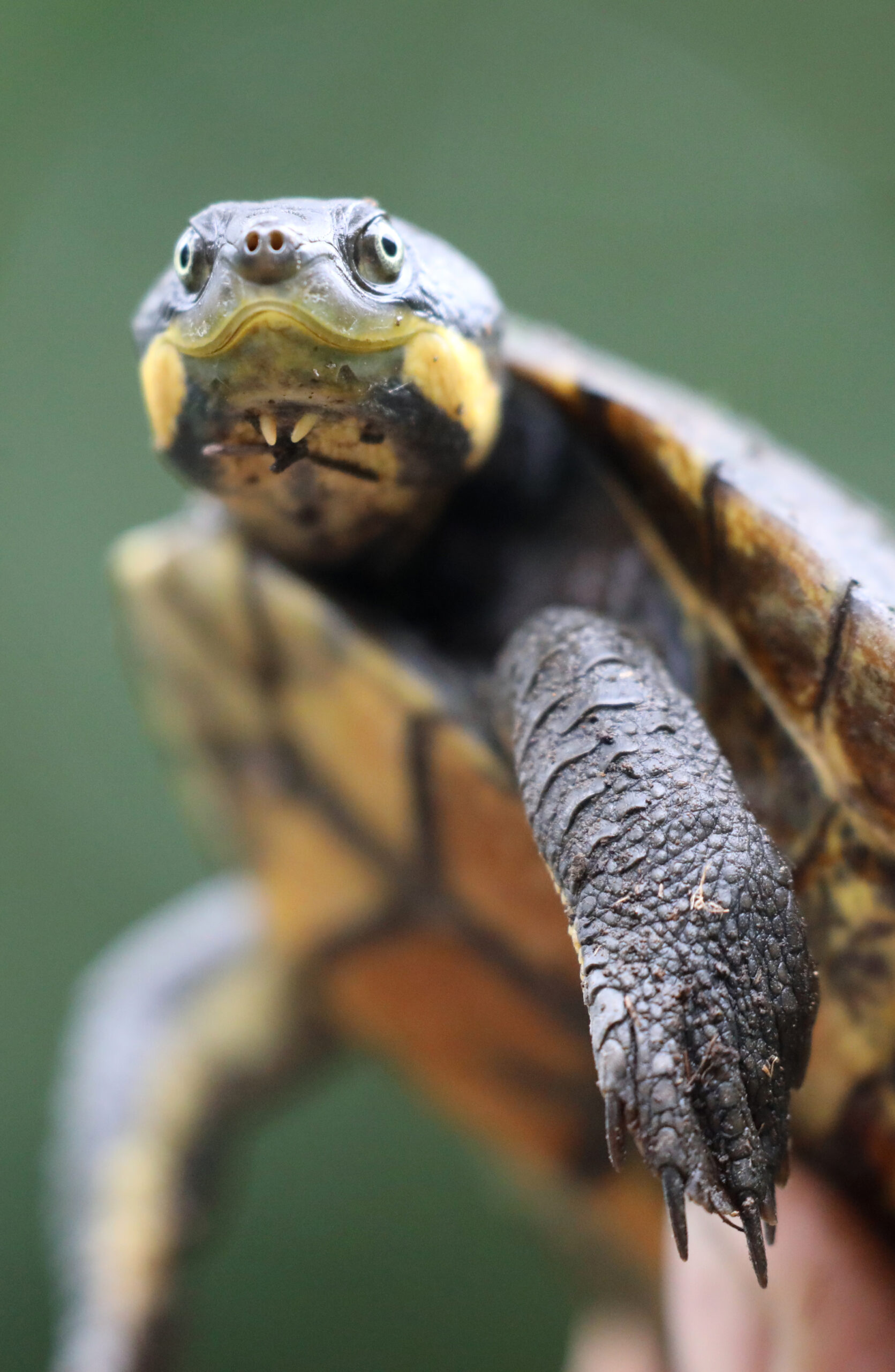 Mating success for Manning River turtles - Australian Geographic