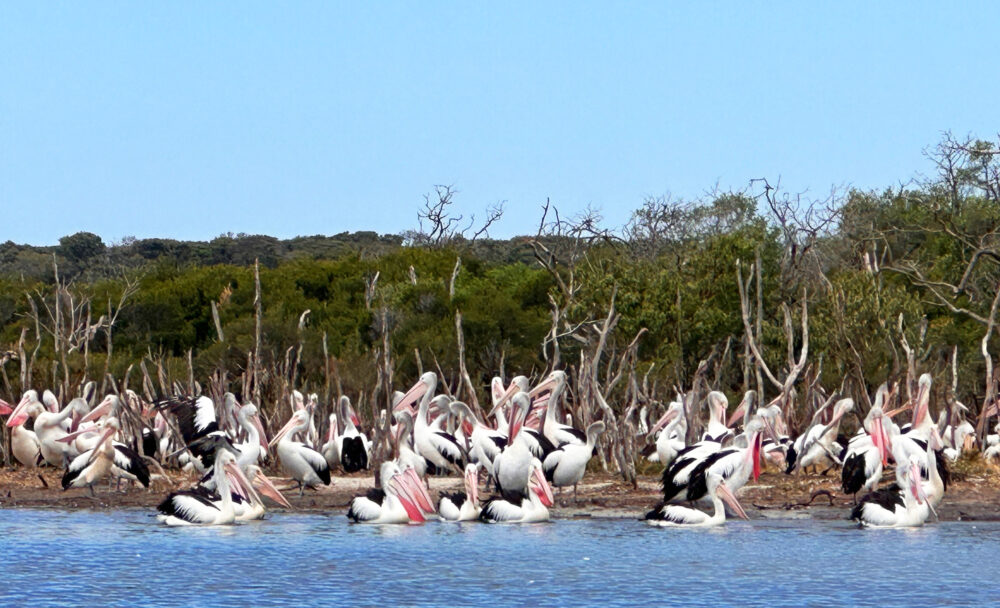 Water world: A kayak adventure in Victoria’s Gippsland Lakes