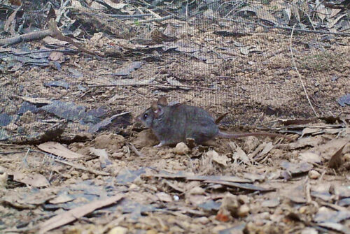Wombat burrows provide refuge from bushfires - Australian Geographic
